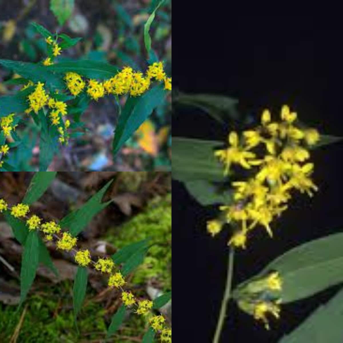 Seeds for Planting, Solidago Caesia Seeds, Blue-stemmed Goldenrod ...