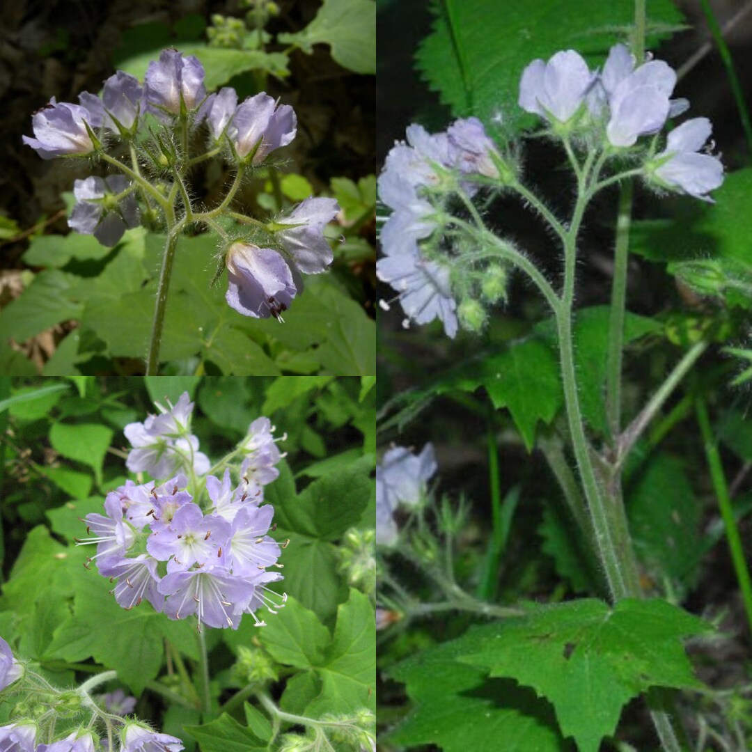 Seeds for Planting, Hydrophyllum Appendiculatum Seeds, Great Waterleaf ...