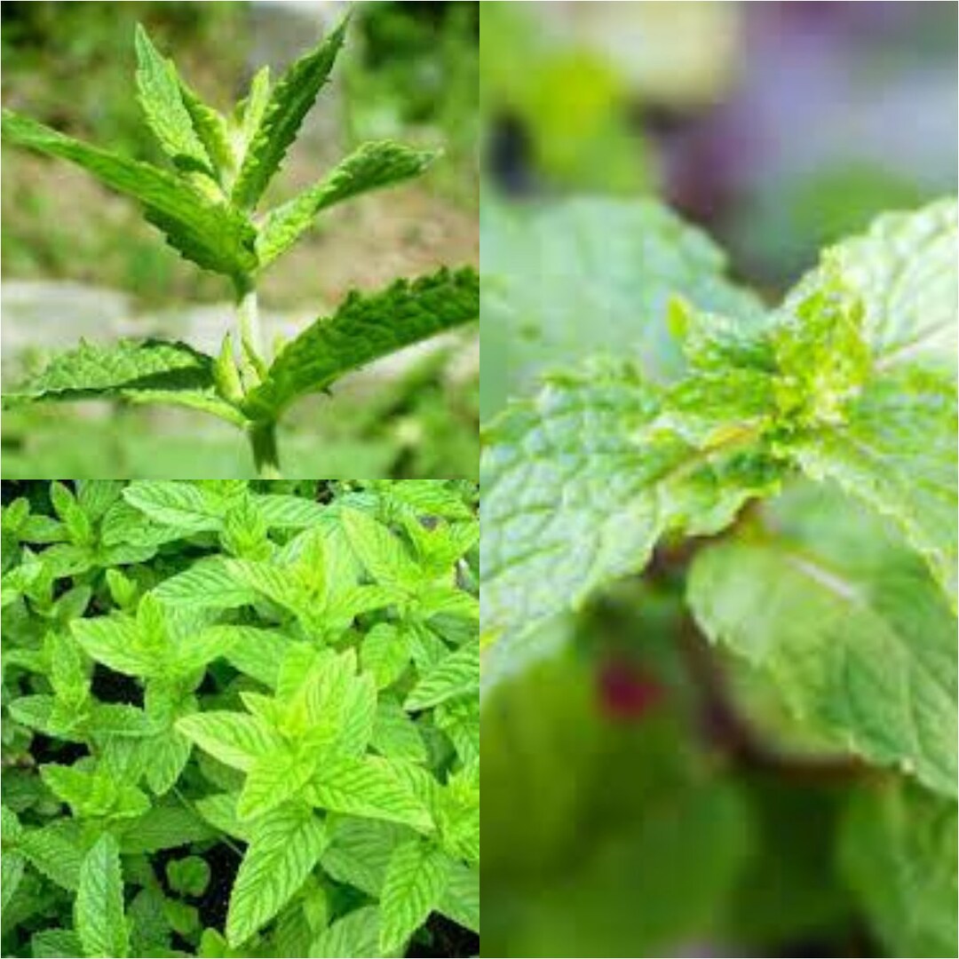 Seeds for Planting, Mentha Spicata Seeds, Spearmint, Spear Mint,~ Bulk ...