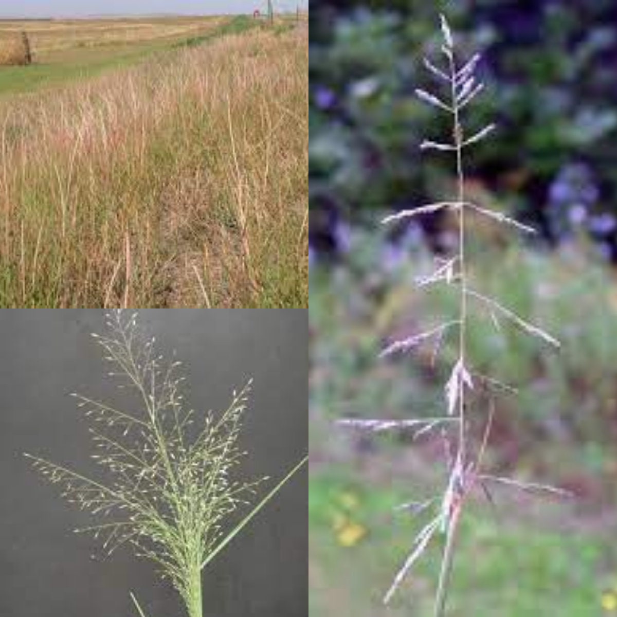 Seeds for Planting, Sporobolus Cryptandrus Seeds, Sand Dropseed, Bulk ...