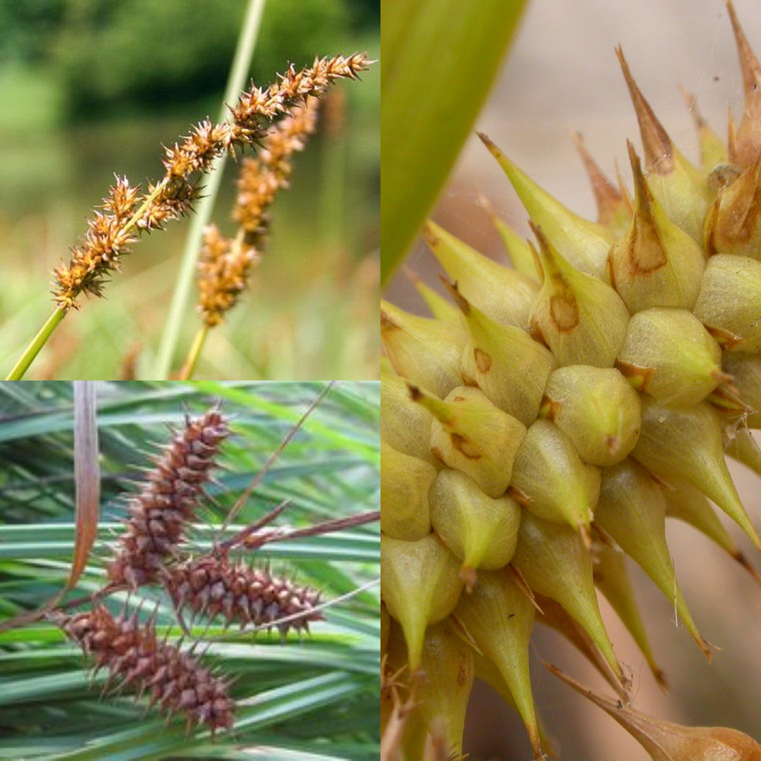Seeds for Planting, Carex Retrorsa Seeds, Deflexed Bottle-brush Sedge ...