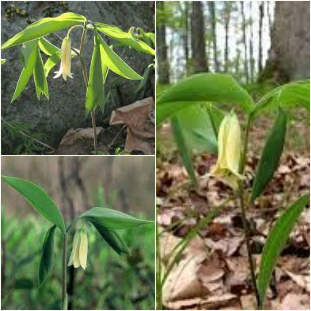 Seeds for Planting, Uvularia Sessilifolia Seeds, Sessile Bellwort ...