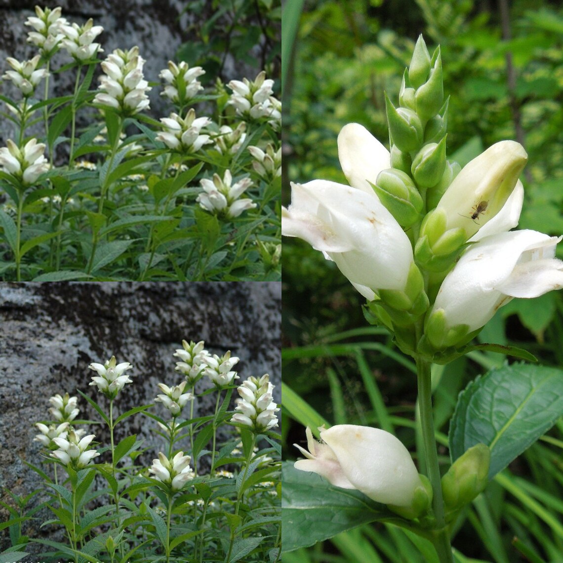Seeds for Planting, Chelone Glabra Seeds, Turtlehead, White Turtlehead ...