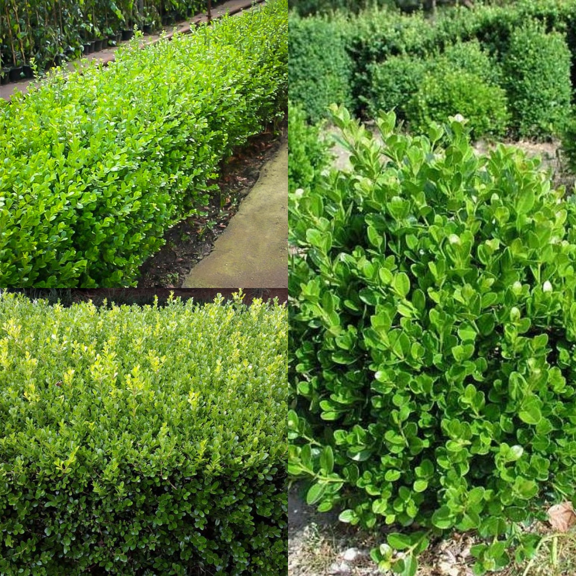 Seeds for Planting, Buxus Microphylla Seeds, Littleleaf Boxwood ...