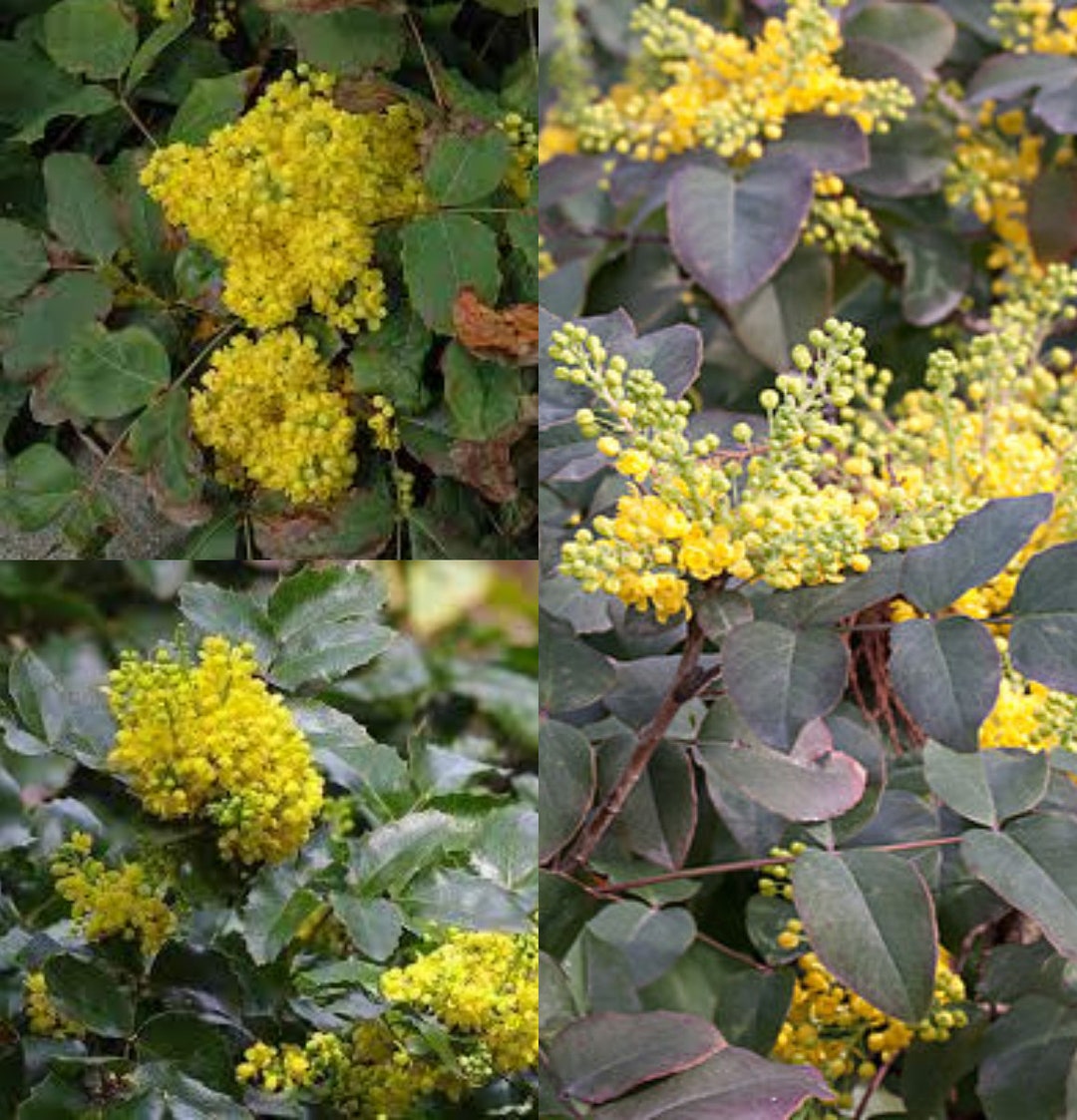 Seeds for Planting, Berberis Repens Seeds, Creeping Barberry,reeping ...