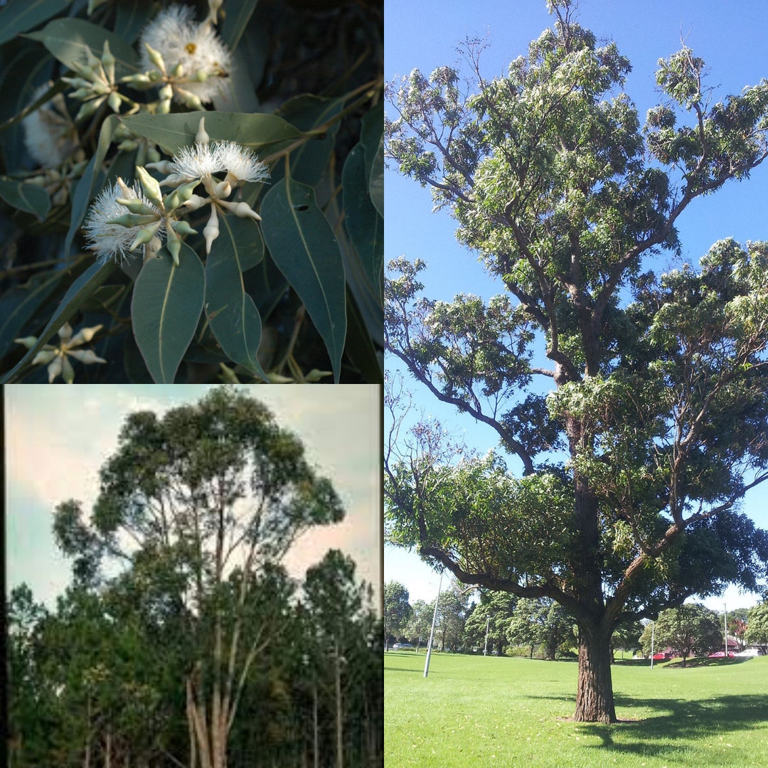 Seeds for Planting, Eucalyptus Robusta Seeds, Swampmahogany, Swamp ...