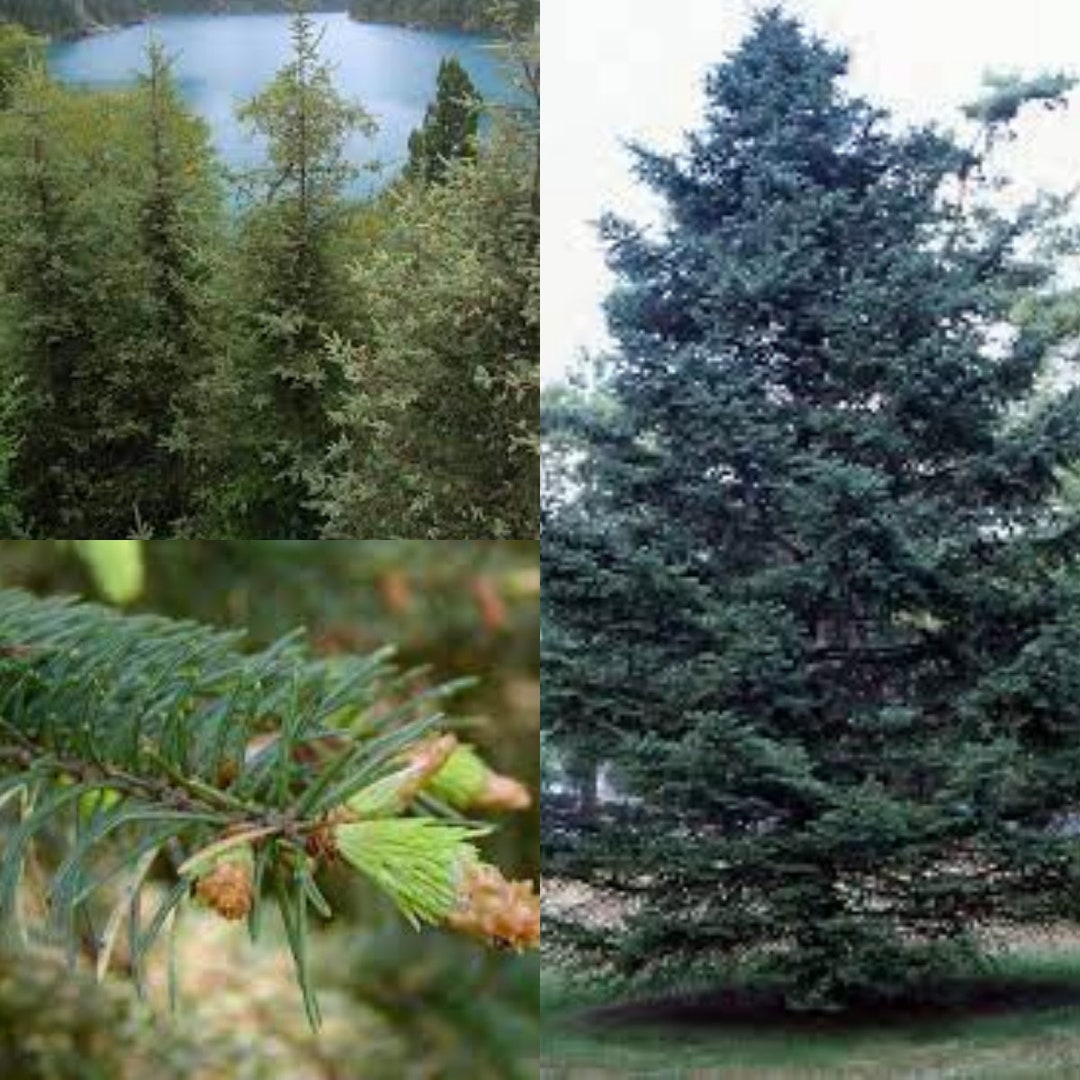 Seeds for Planting, Picea Asperata Seeds, Dragon Spruce,~ Bulk ...
