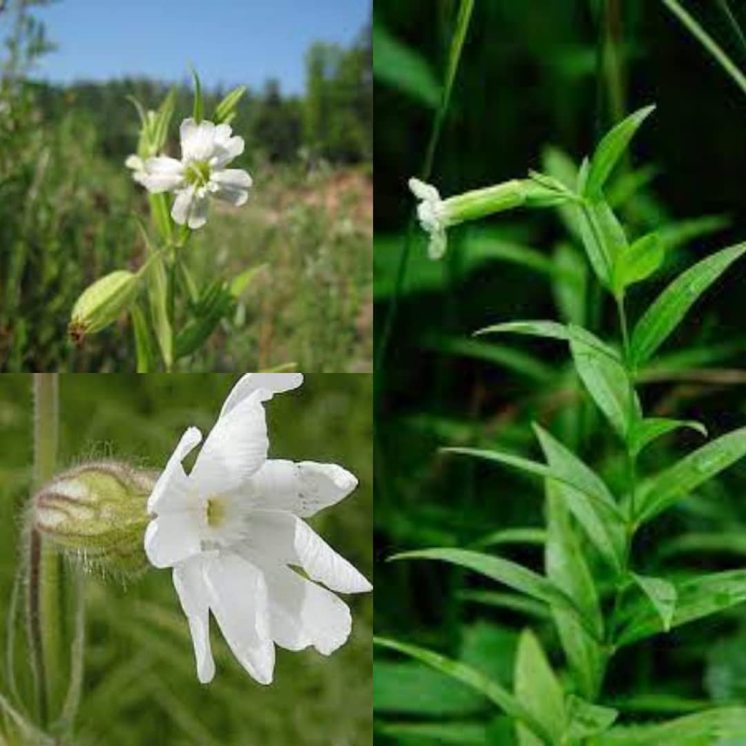 Seeds for Planting, Silene Nivea Seeds, Snowy Campion, Evening Campion ...