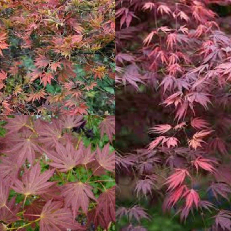 Seeds for Planting, Acer Palmatum Amoenum Kinran Dry Seed, Kinran ...