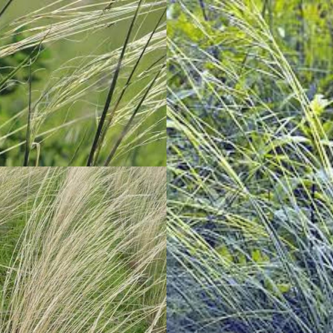 Seeds for Planting, Stipa Spartea Seeds, Porcupine Grass, Western Porcupine Grass, Short-awn ...