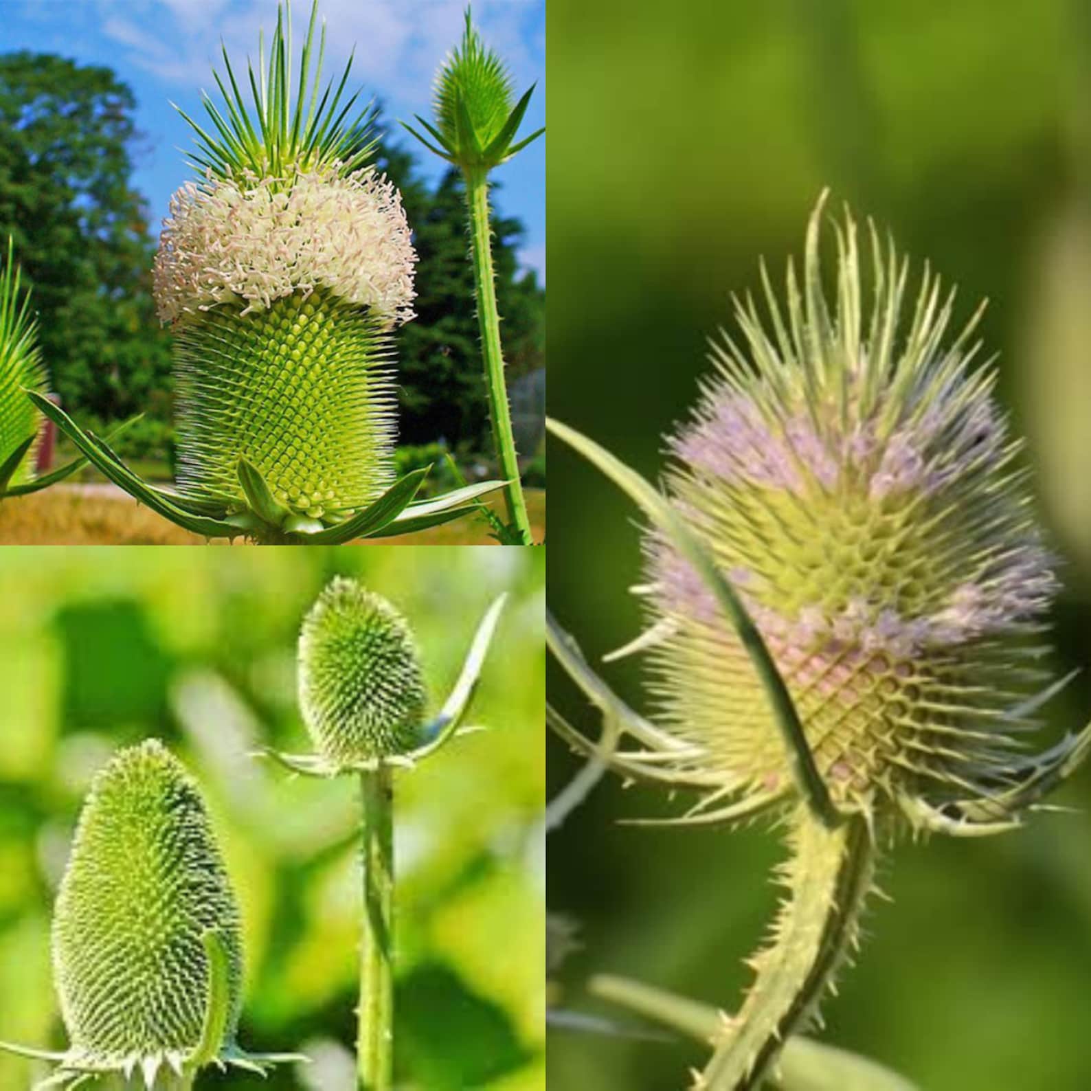 Seeds for Planting, Dipsacus Sativus Seeds, Fuller's Teasel, Indian ...