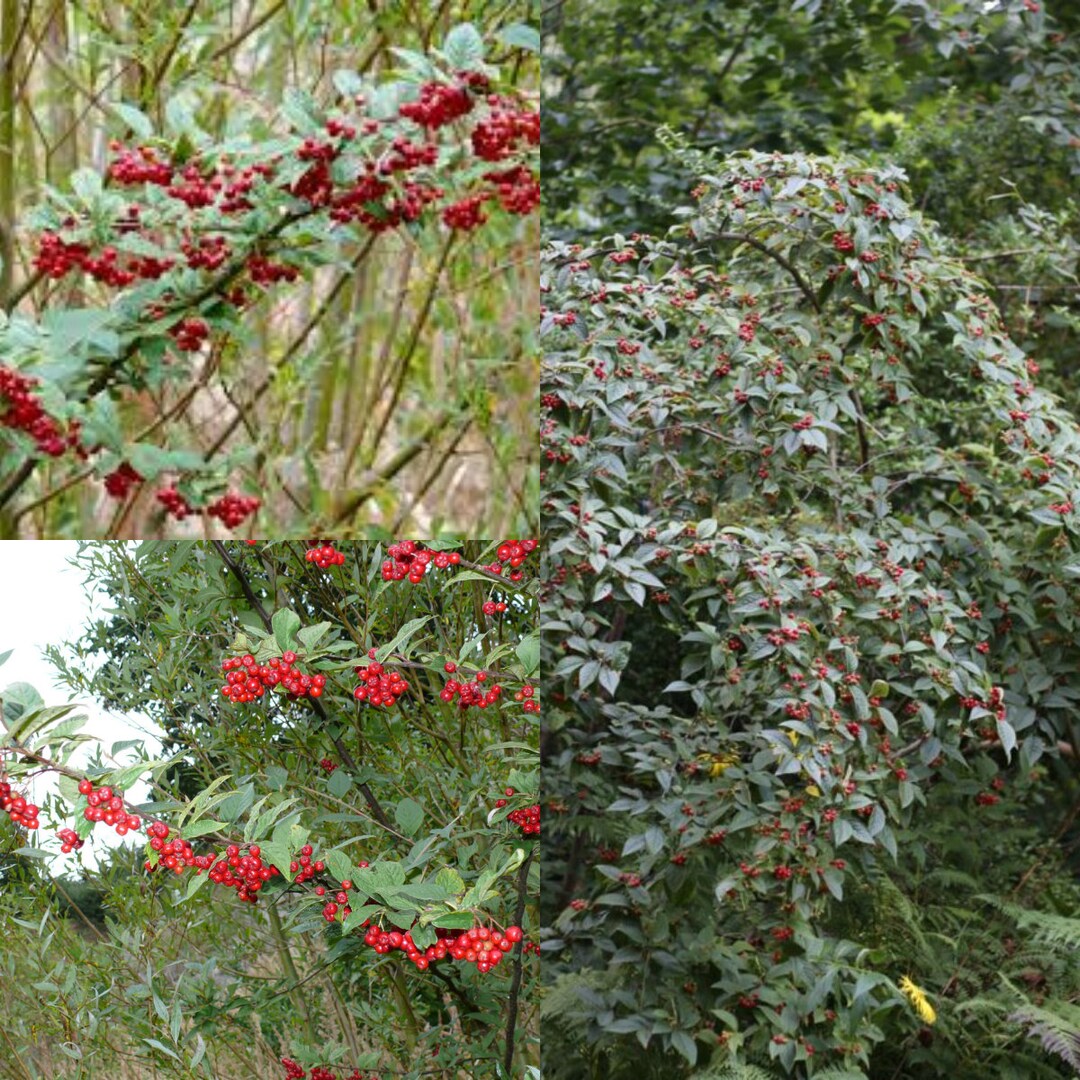 Seeds for Planting, Cotoneaster Bullatus Clean Seed, Hollyberry ...