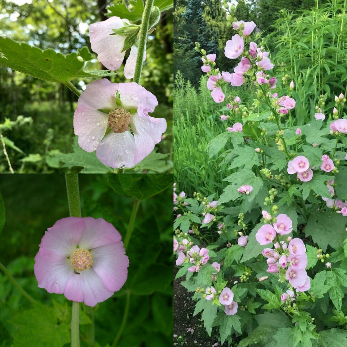 Seeds for Planting, Iliamna Remota Seeds, Kankakee Mallow, ~ Bulk ...
