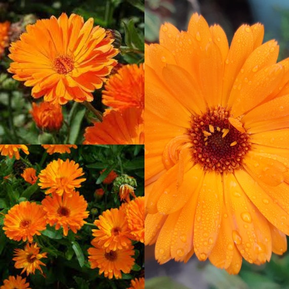 Seeds for Planting Calendula Officinalis Orange King Seeds - Etsy