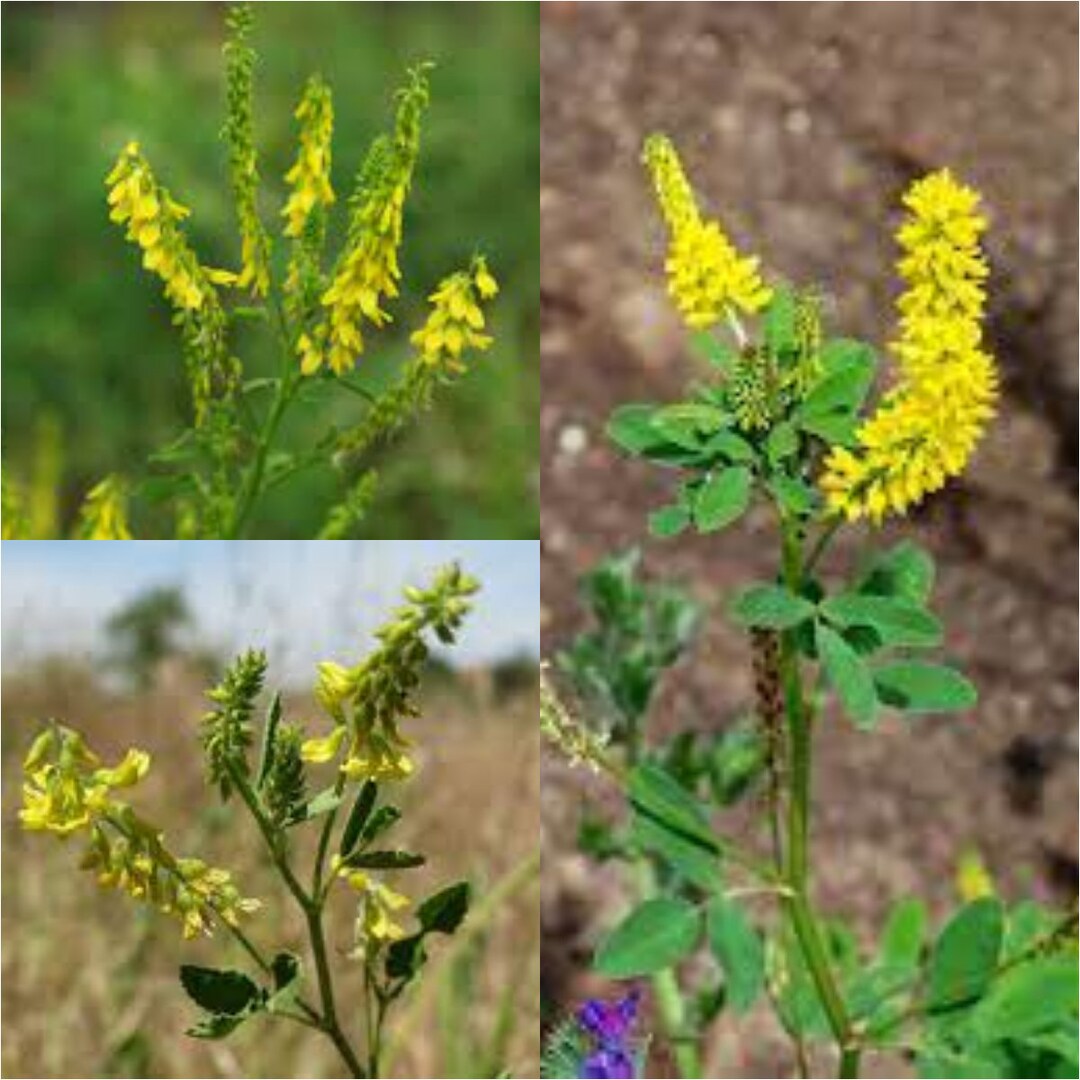 Seeds for Planting, Melilotus Officinalis Seed, Yellow Sweetclover ...