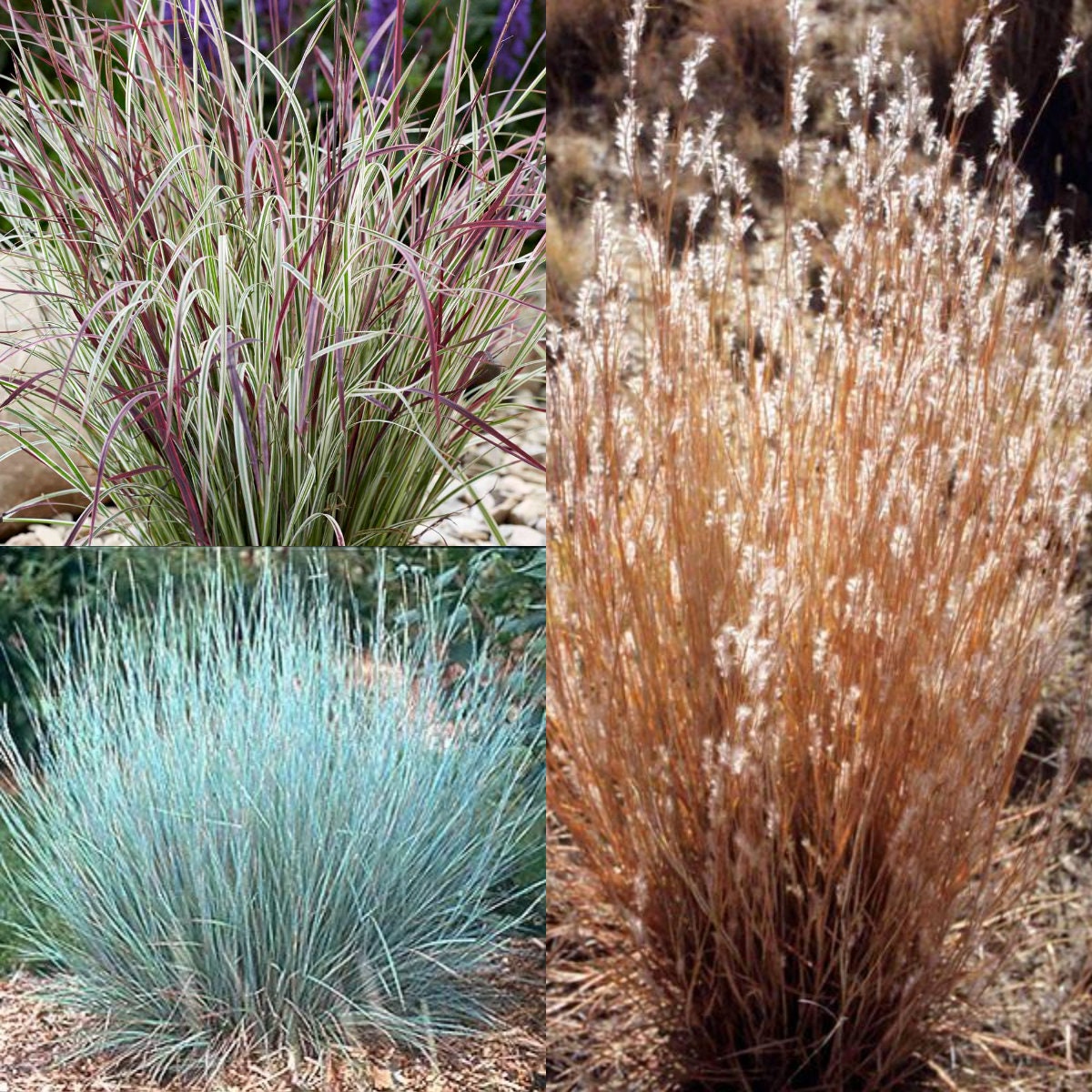 Seeds for Planting, Schizachyrium Scoparium Seeds, Little Bluestem ...
