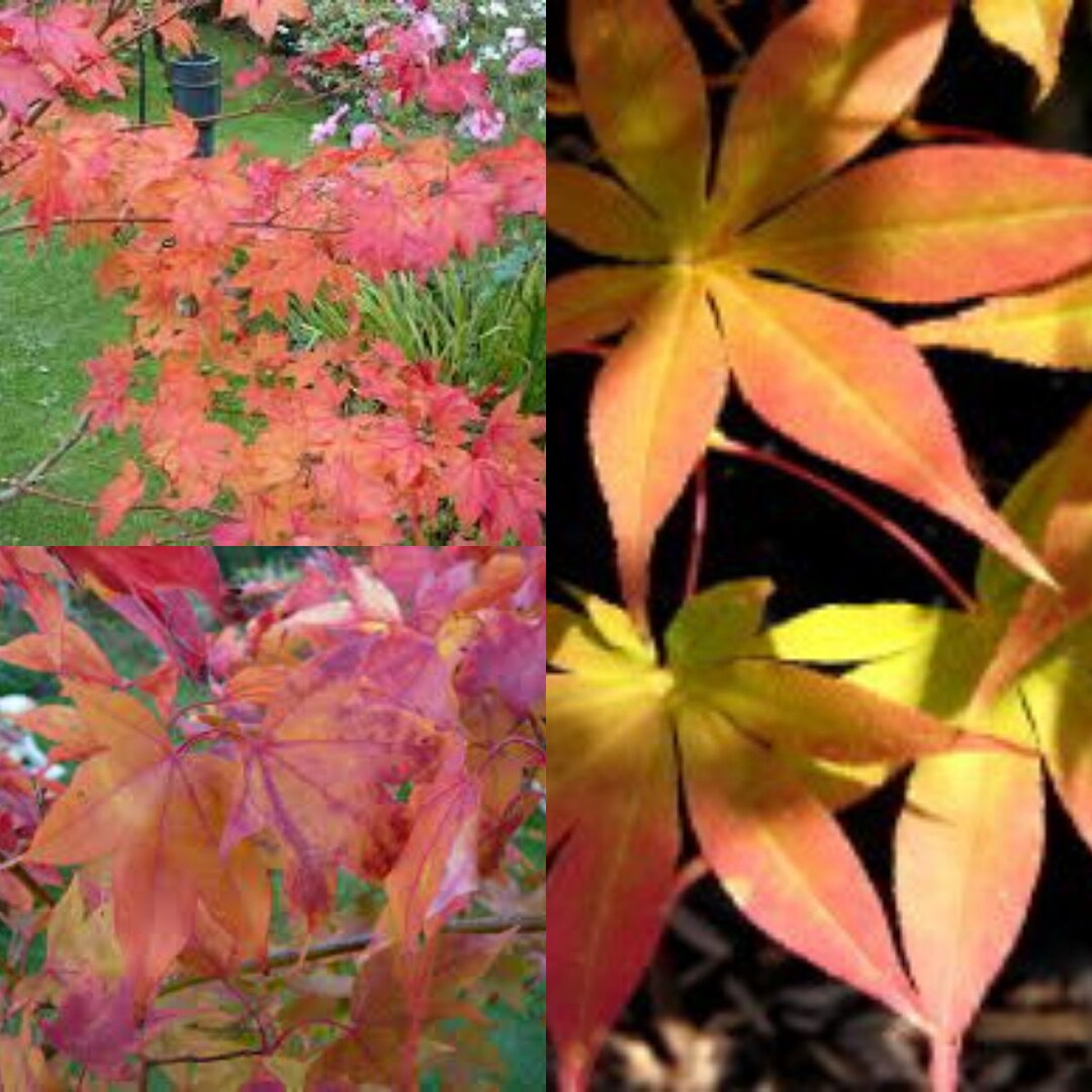 Seeds for Planting, Acer Palmatum Amoenum Ichigyoji Dry Seed, Ichigyoji ...