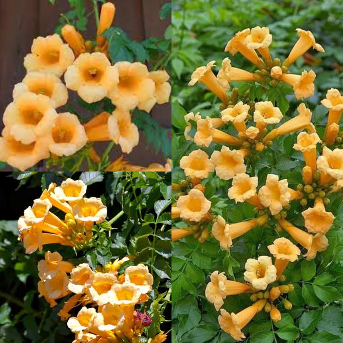 Seeds for Planting, Campsis Radicans Flava Seeds, Yellow Trumpet ...