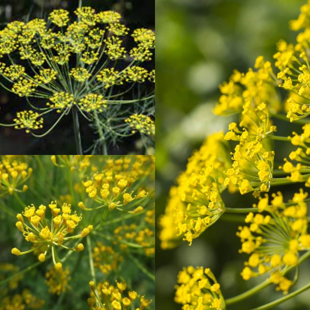 Seeds for Planting, Anethum Graveolens Seeds, Indian Dill, Dill,~ Bulk ...
