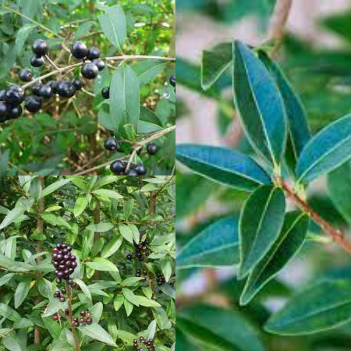 Seeds for Planting, Ligustrum Vulgare Seeds, European Privet, Common ...