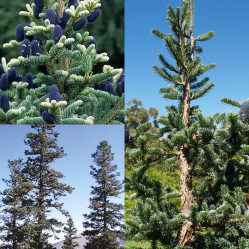 Seeds for Planting, Abies Squamata Seeds, Barked Fir, Flaky Fir, Bulk ...
