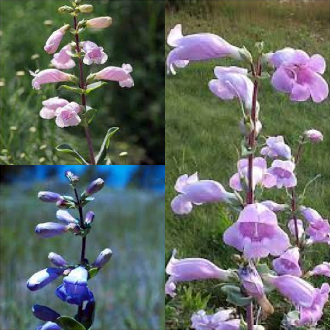 Seeds for Planting, Penstemon Grandiflorus Seeds, Large Beardtongue ...
