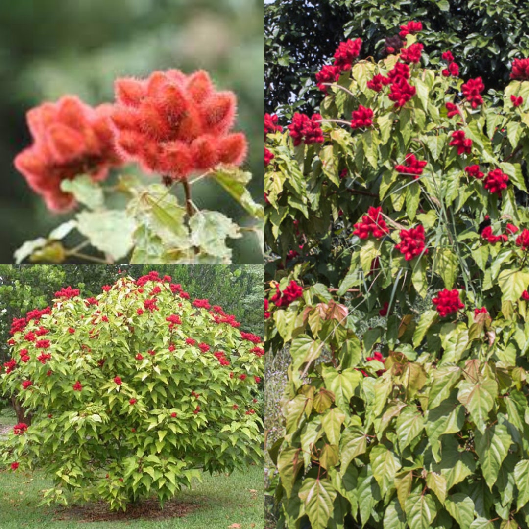 Seeds for Planting, Bixa Orellana Seeds, Lipsticktree, Lipstick Tree ...