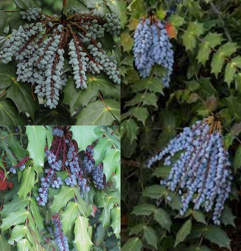 Seeds for Planting, Berberis Bealei Seeds, Leatherleaf Mahonia, Beale's ...