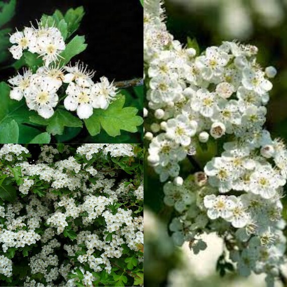 Seeds for Planting Crataegus Monogyna Seeds Oneseed - Etsy