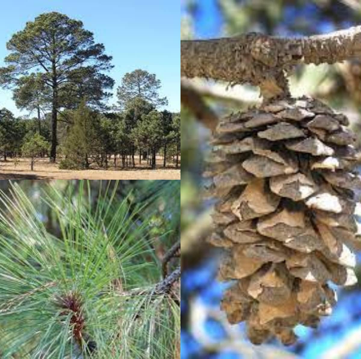 Seeds for Planting, Pinus Arizonica Ornelasii Seeds, Cooper Pine, Pinus ...
