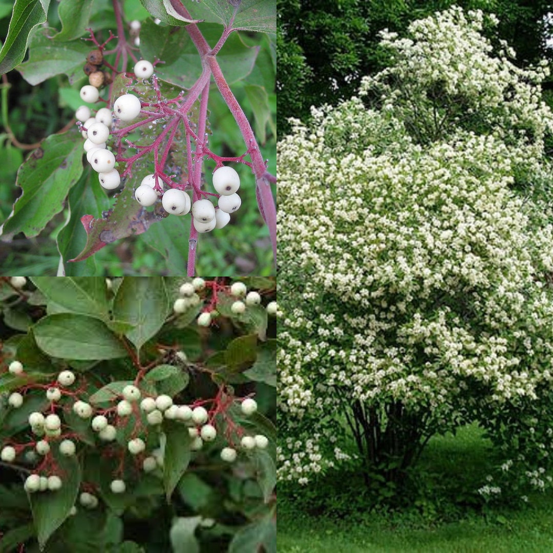 Seeds for Planting, Cornus Racemosa Seeds, Gray Dogwood, Northern Swamp ...