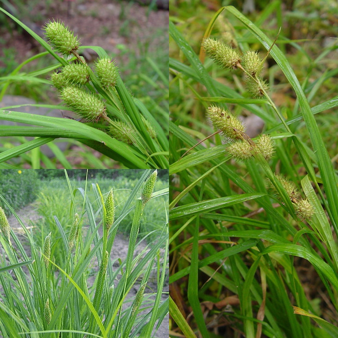 Seeds for Planting, Carex Typhina Seeds, Cattail Sedge, ~ Bulk ...