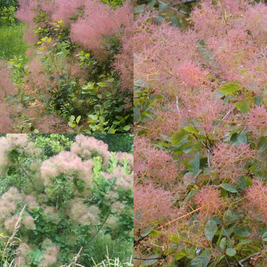 Seeds for Planting, Cotinus Coggygria Seeds, European Smoketree, Common ...
