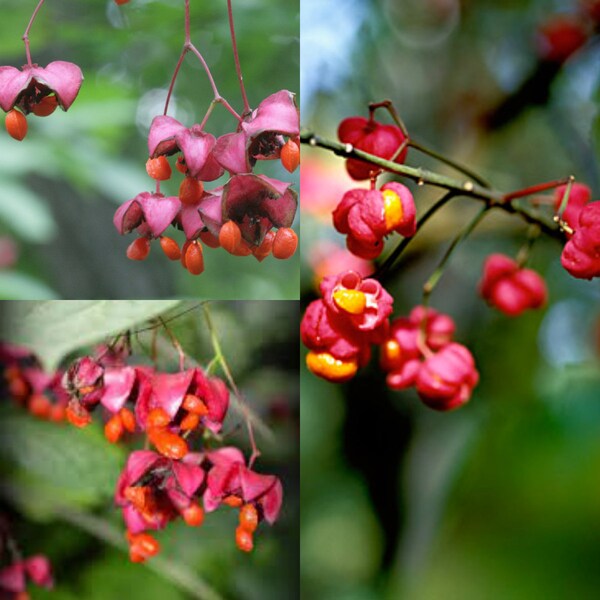 Euonymus Americanus Seeds - Etsy