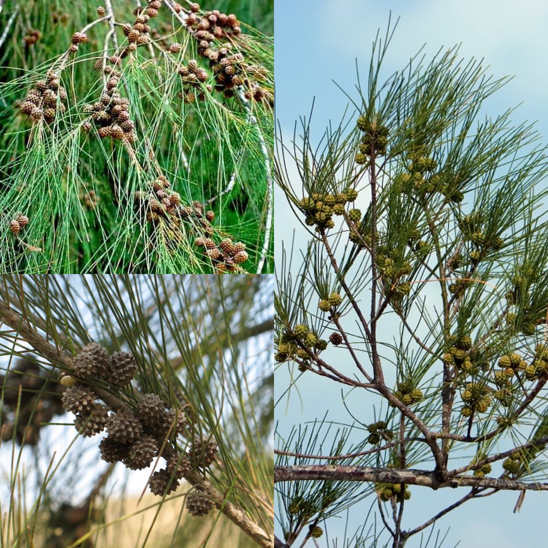 Seeds for Planting, Casuarina Equisetifolia Seeds, Beach Sheoak ...