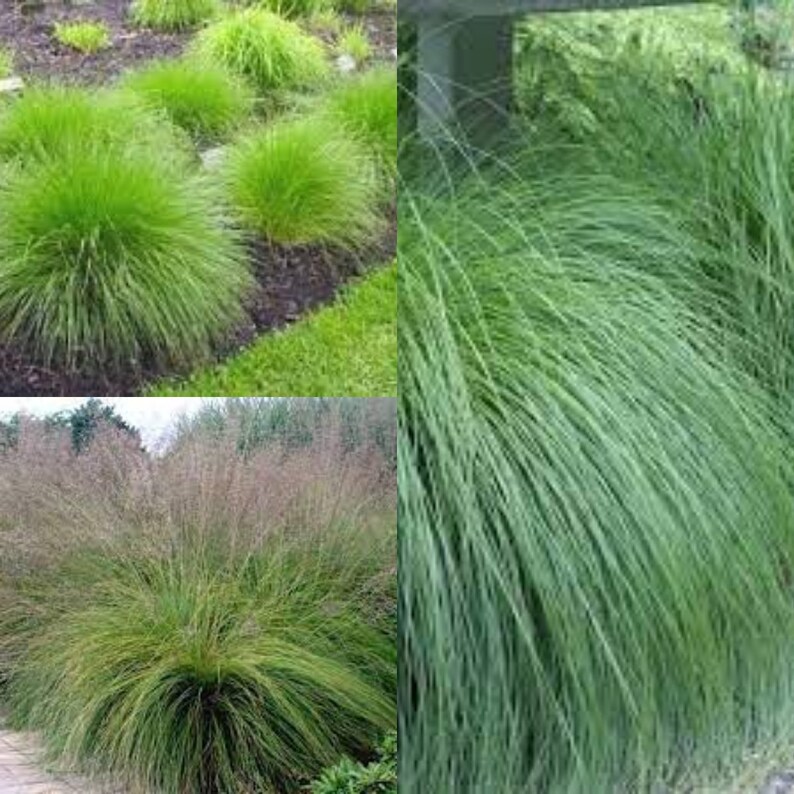 Seeds for Planting, Sporobolus Heterolepis Seeds, Prairie Dropseed ...