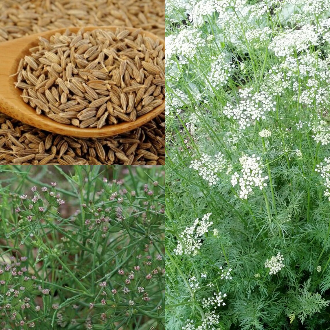 Seeds for Planting, Cuminum Cyminum Seeds, Cumin, Cummin, Jeera,~ Bulk ...