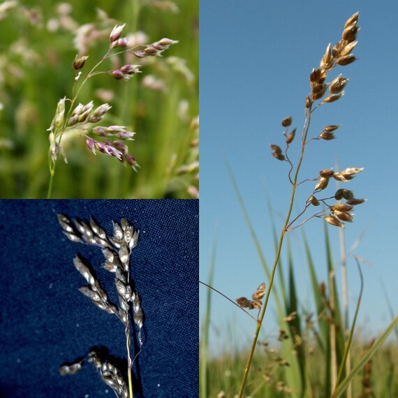 Sweet grass seeds store