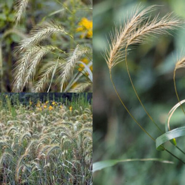 Virginia Wild Rye - Etsy