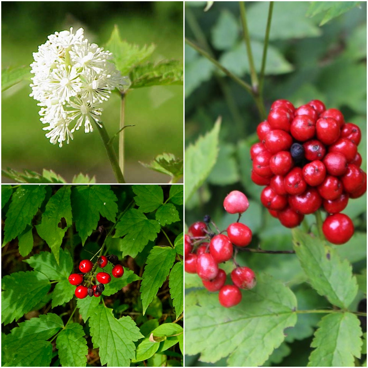 Seeds for Planting, Actaea Rubra Seeds, Red Baneberry, Chinaberry ...