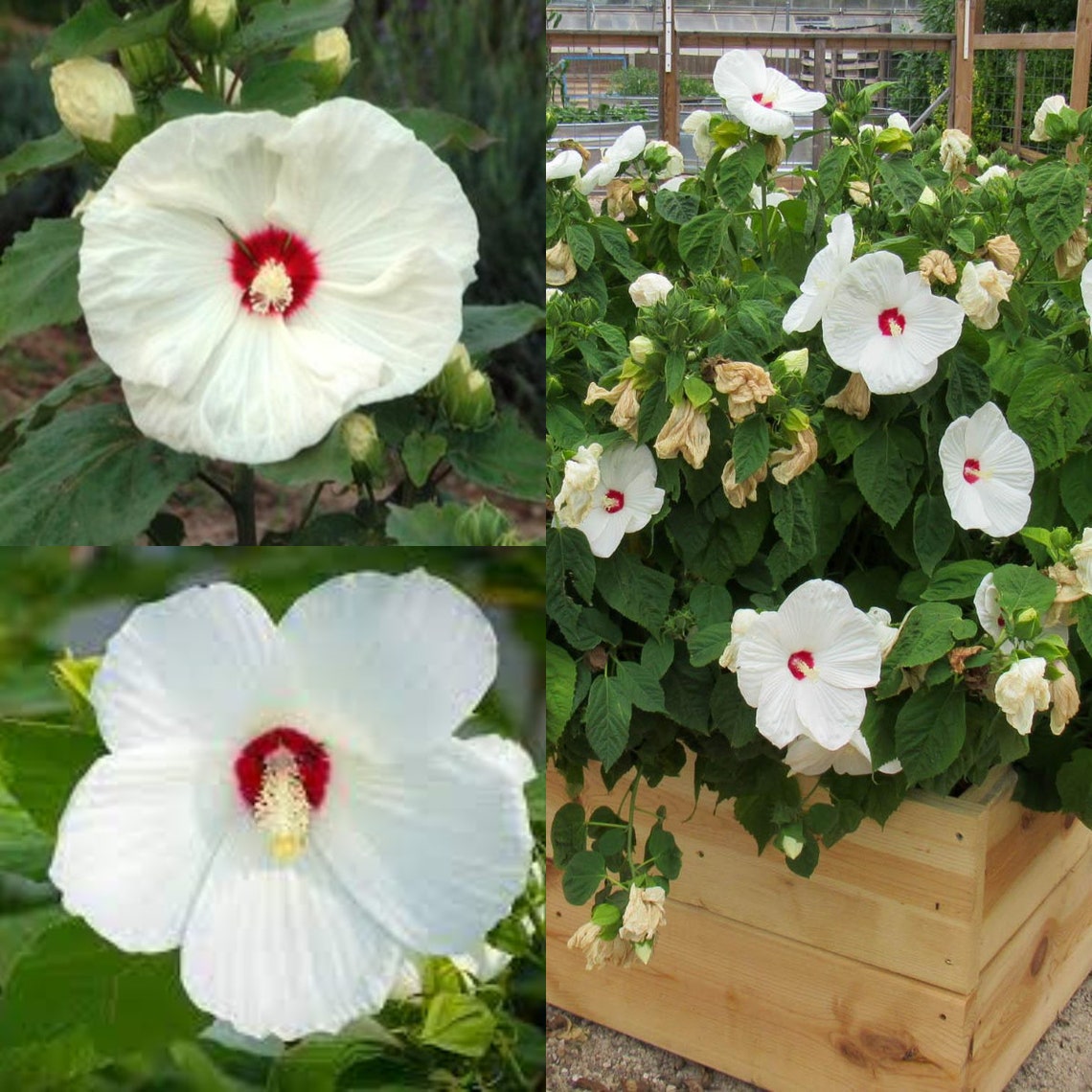 Seeds for Planting, Hibiscus Moscheutos Seeds, Rose Mallow, Swamp Rose ...
