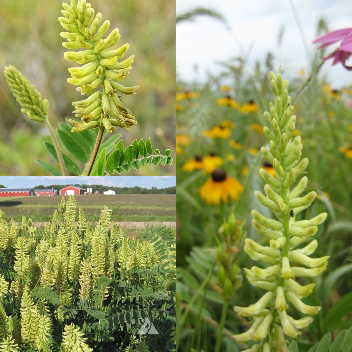 Astragalus Canadensis