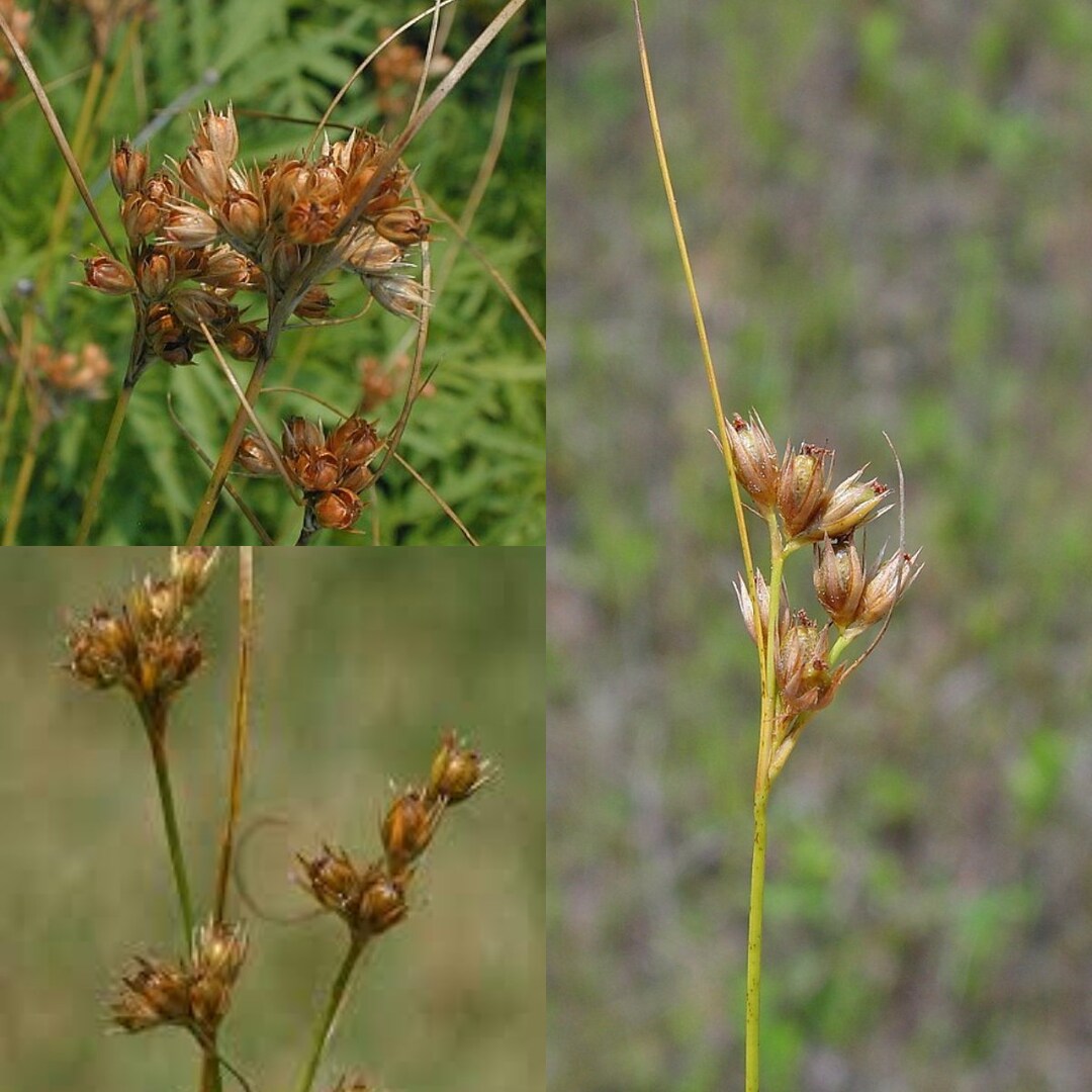 Seeds for Planting, Juncus Dudleyi Seeds, Dudley's Rush, ~ Bulk ...