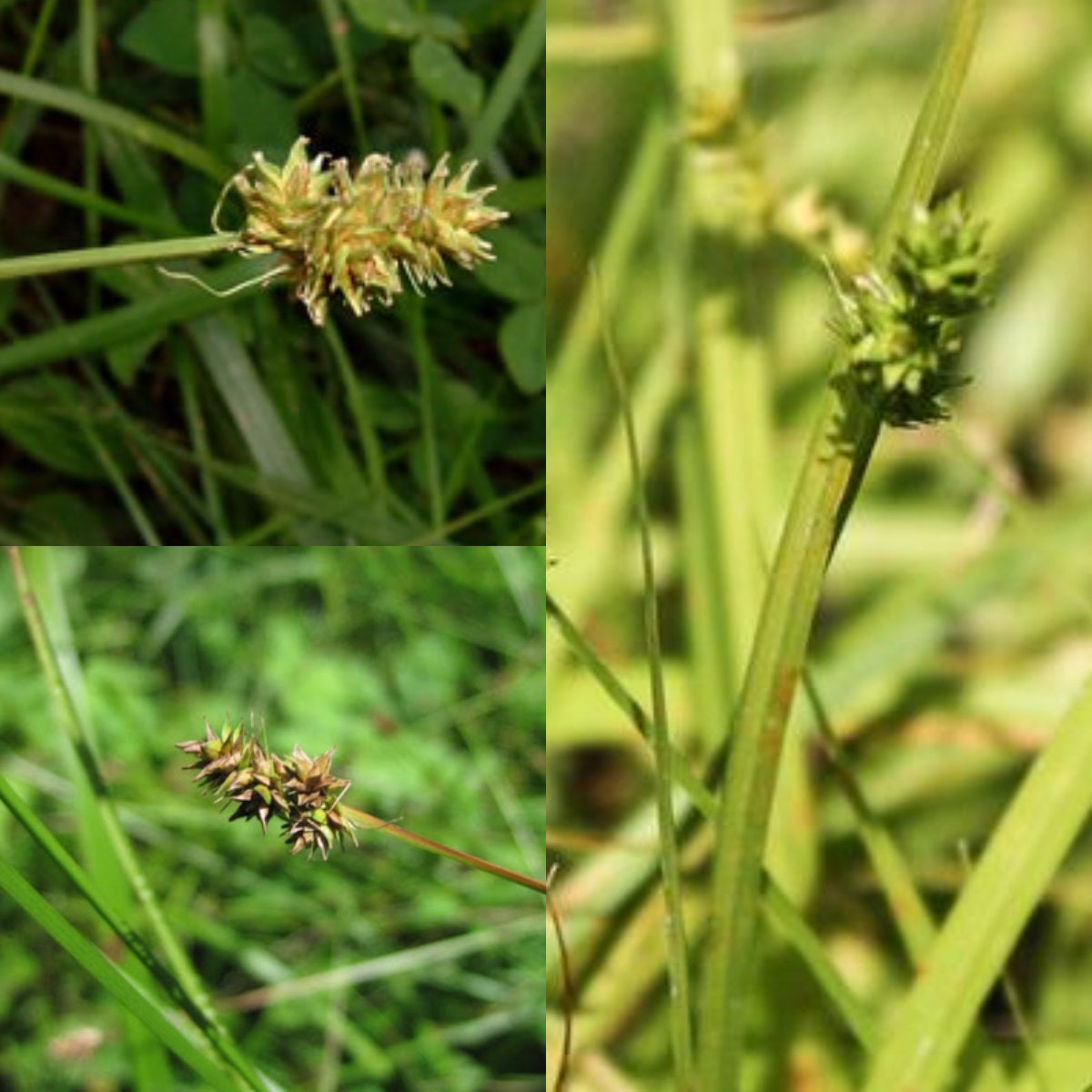 Seeds for Planting, Carex Cephalophora Seeds, Oval-leaf Sedge, Oval ...