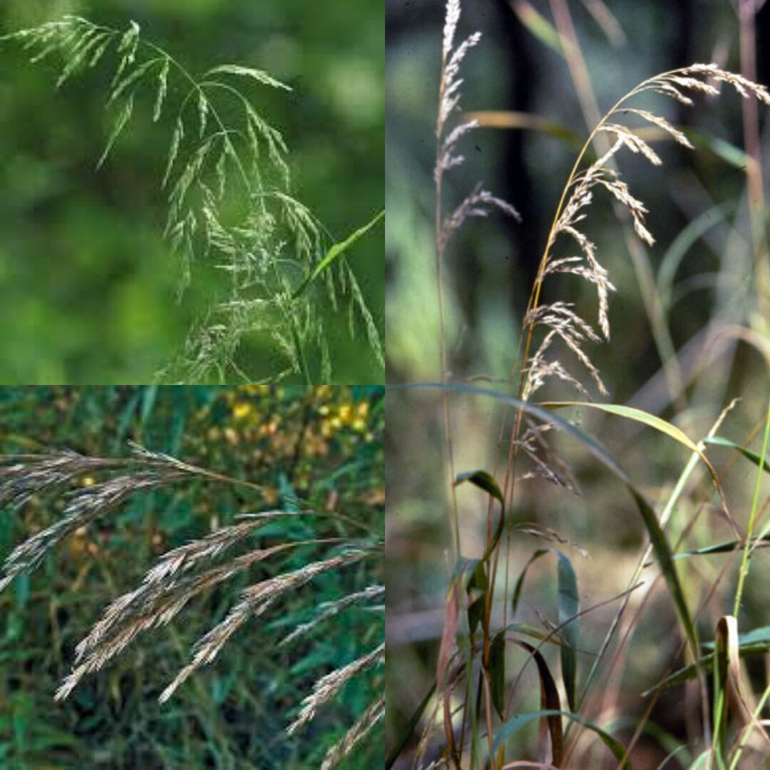 Seeds for Planting, Cinna Arundinacea Seeds, Sweet Woodreed, Stout Wood ...