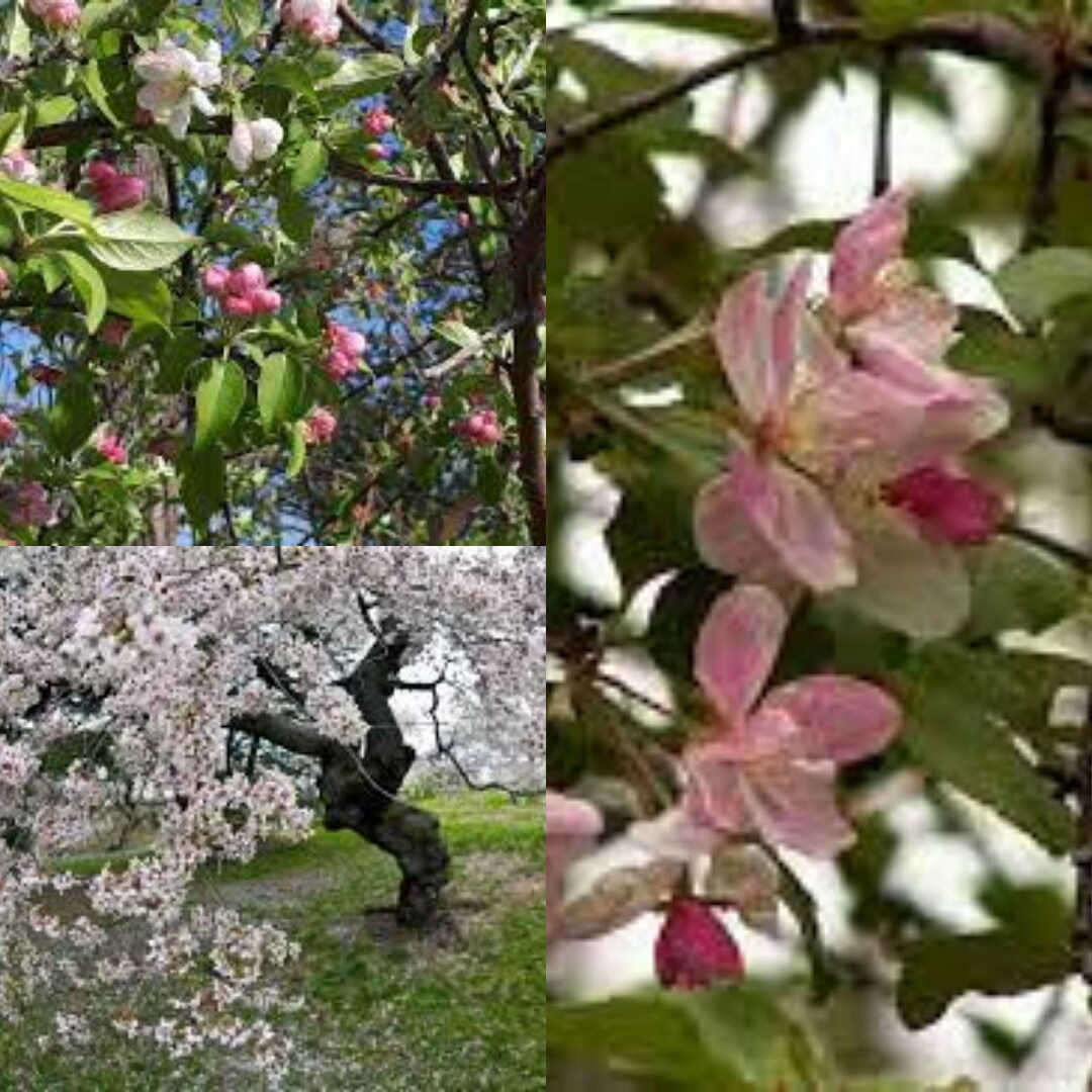 Seeds for Planting, Malus Coronaria Seeds, Sweet Crab Apple, Sweet ...