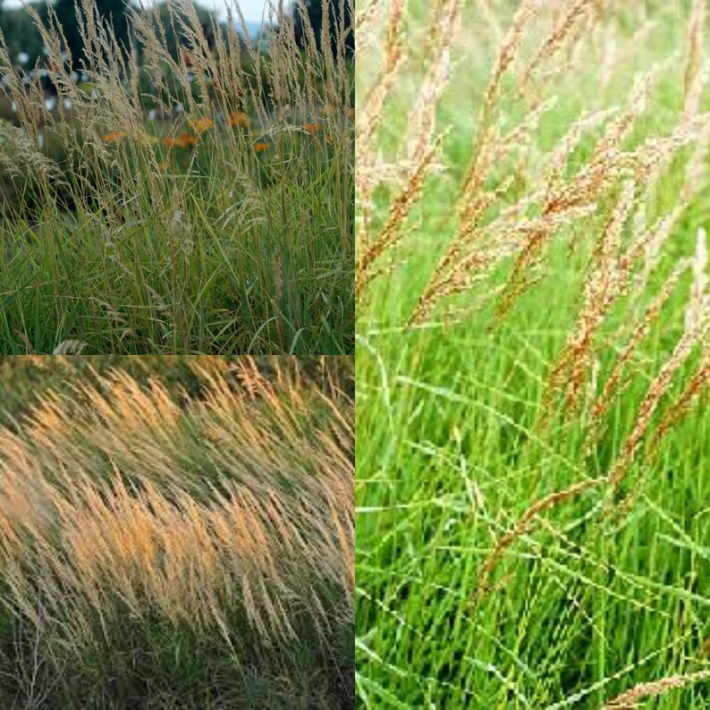 Seeds for Planting, Calamagrostis Canadensis Seeds, Bluejoint, Canadian ...