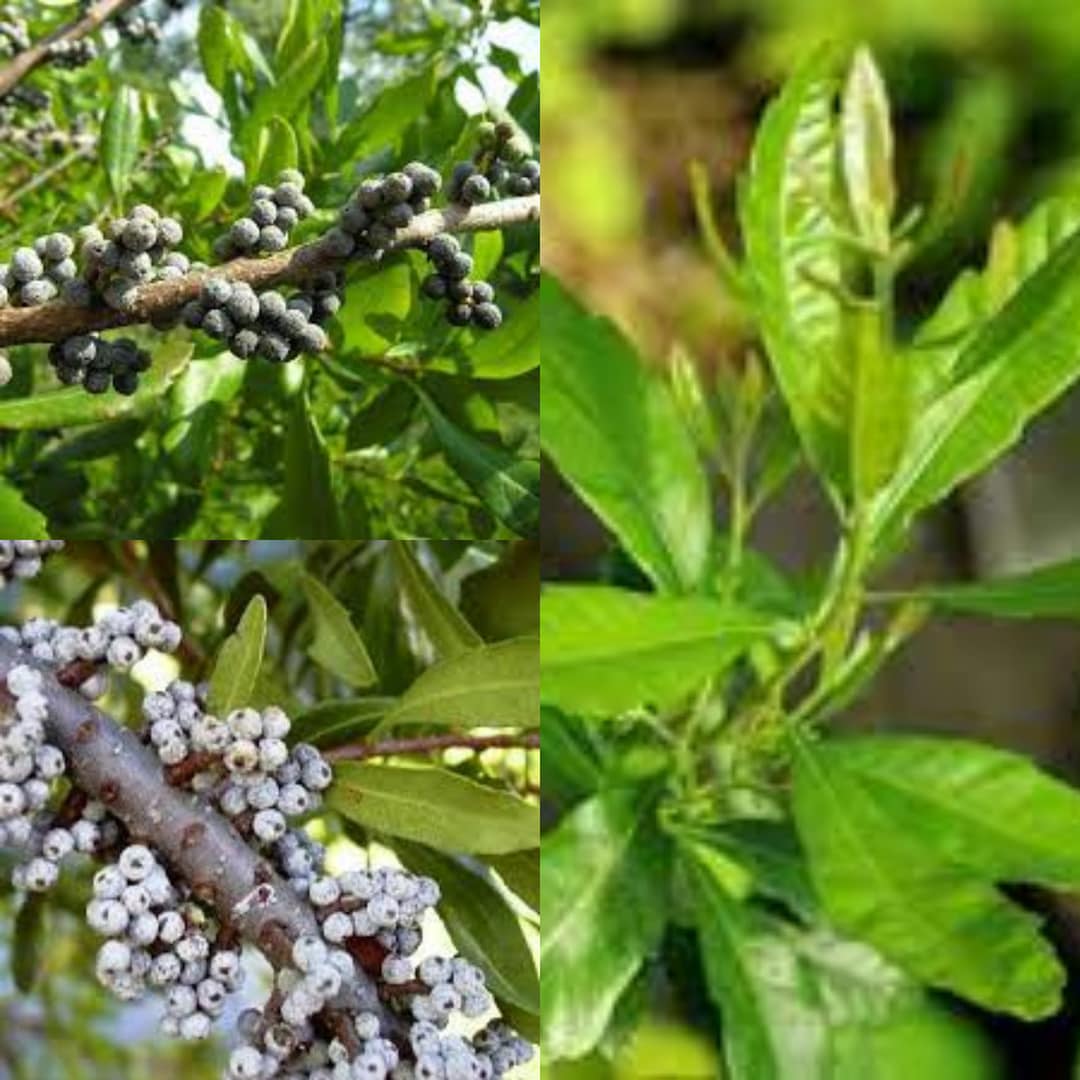 Seeds for Planting, Myrica Cerifera Clean Seed Seeds, Southern Wax ...