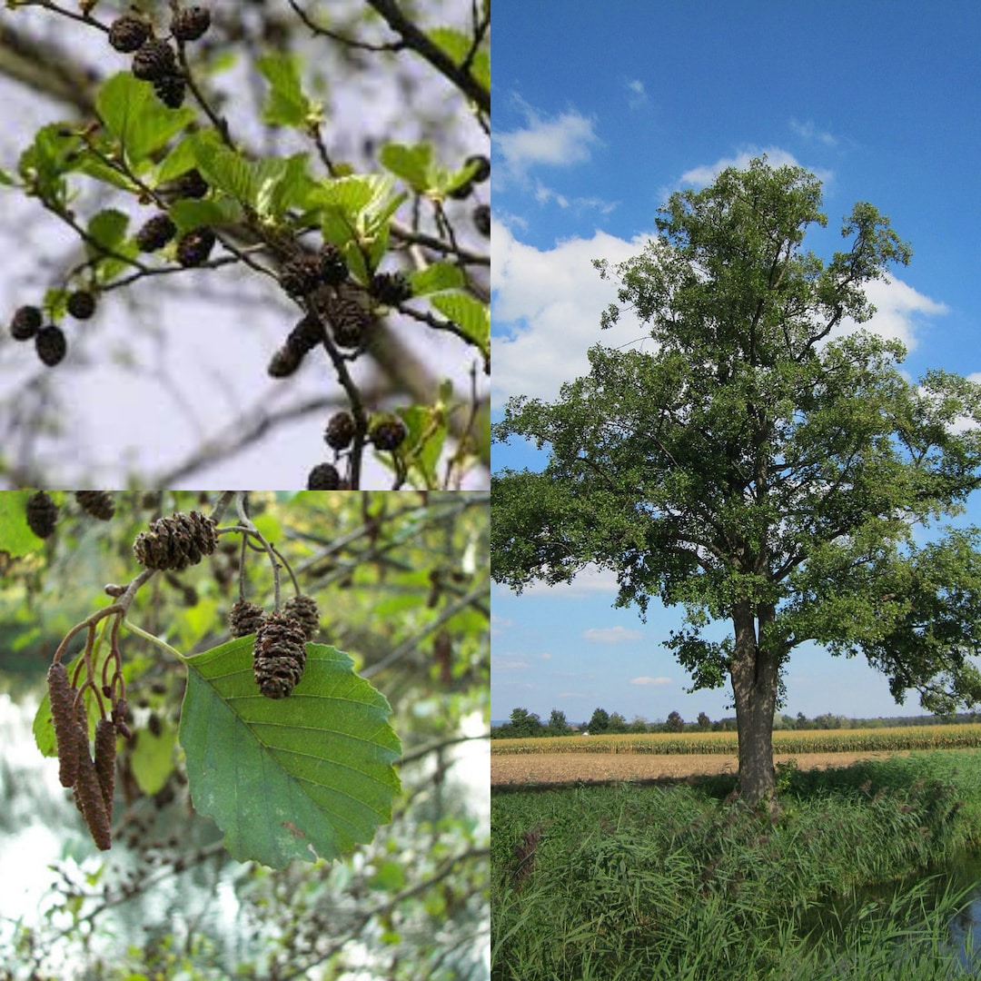 Seeds for Planting, Alnus Glutinosa Seeds, European Alder, Bulk ...