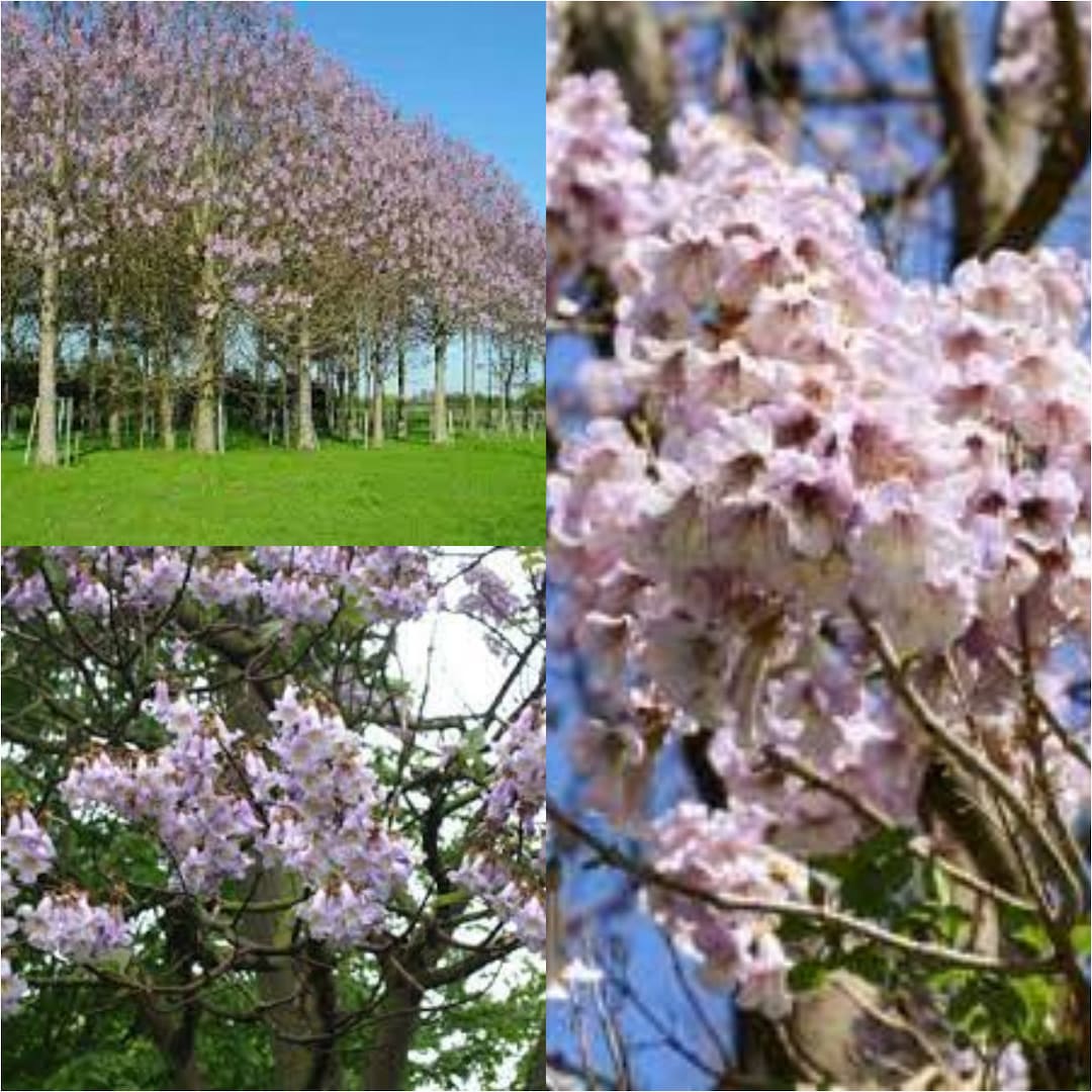 Seeds for Planting, Paulownia Catalpifolia Seeds, Catalpa Paulownia ...